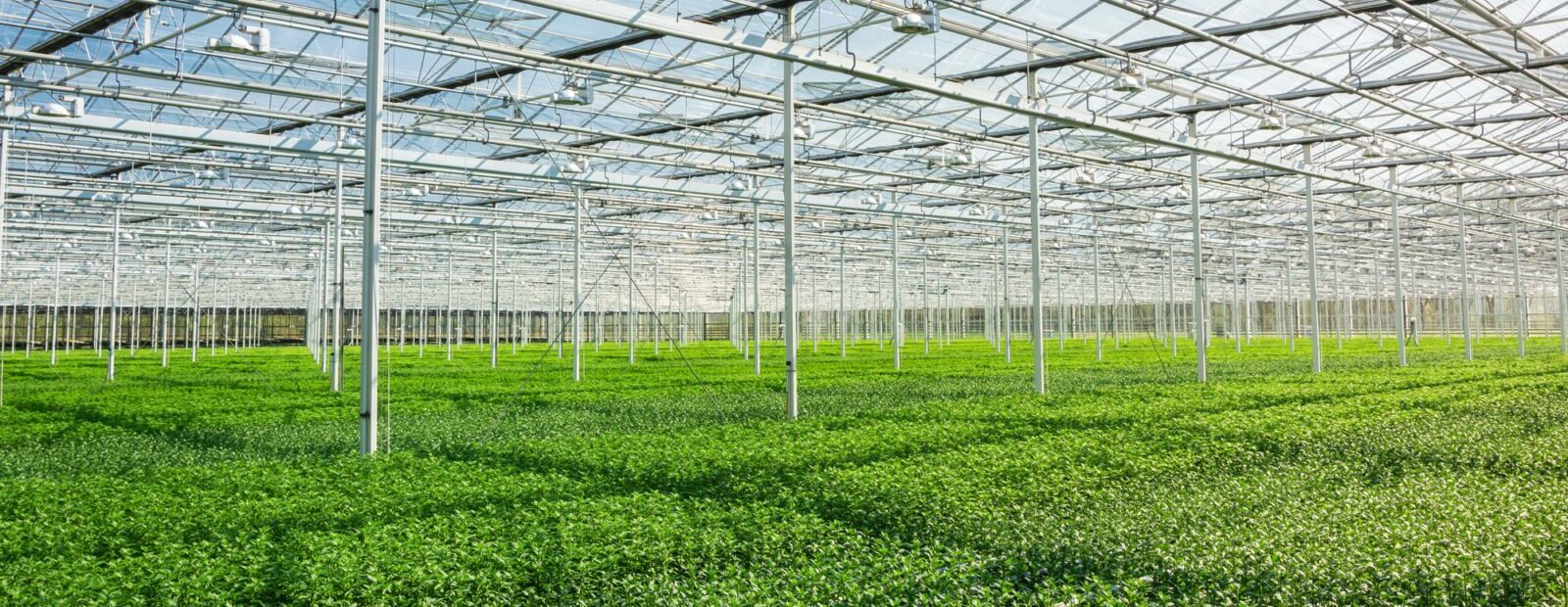 Tuinbouwkassen - Van Vliet Kassenbouw